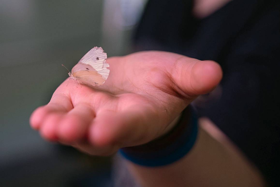 Butterfly Lab Provides Unique Research Opportunity | Edmonds College